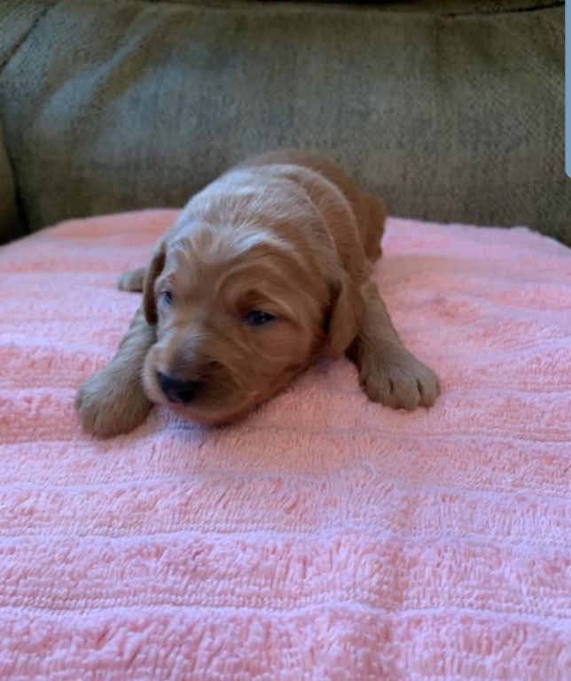 Labradoodle Puppies. Mini and Medium Australian Labradoodle Puppies by ...