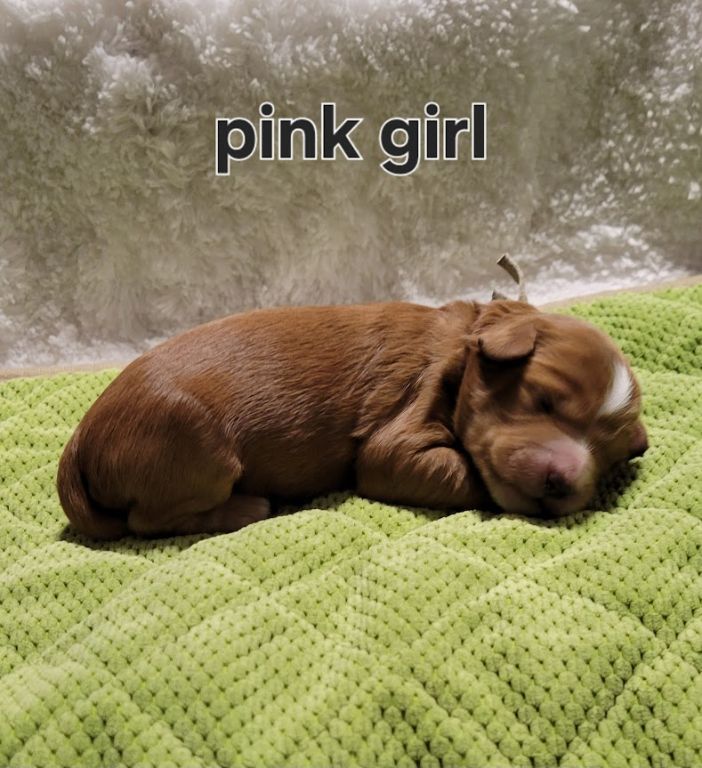 Labradoodle Puppies. Mini and Medium Australian Labradoodle Puppies by ...