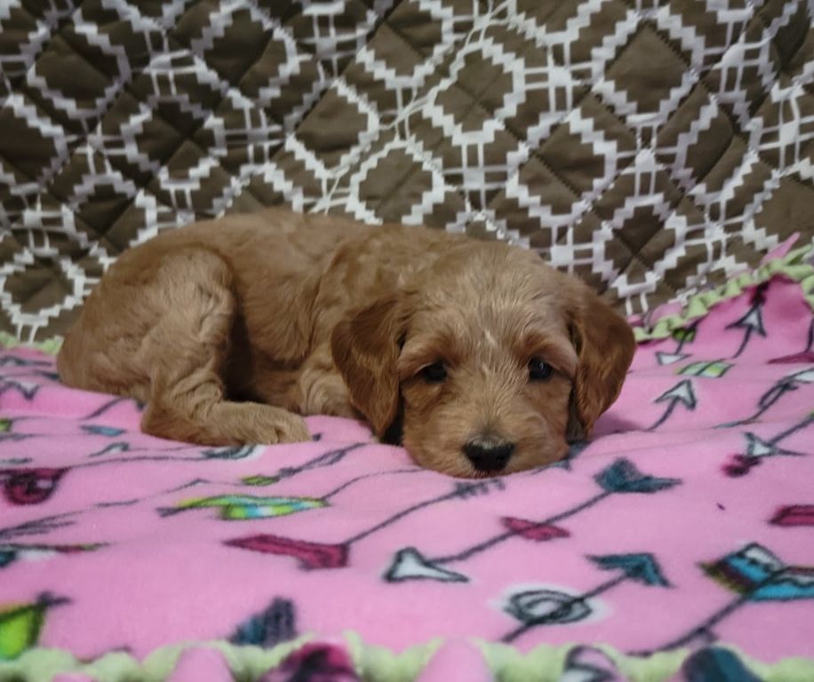 Labradoodle Puppies. Mini and Medium Australian Labradoodle Puppies by ...