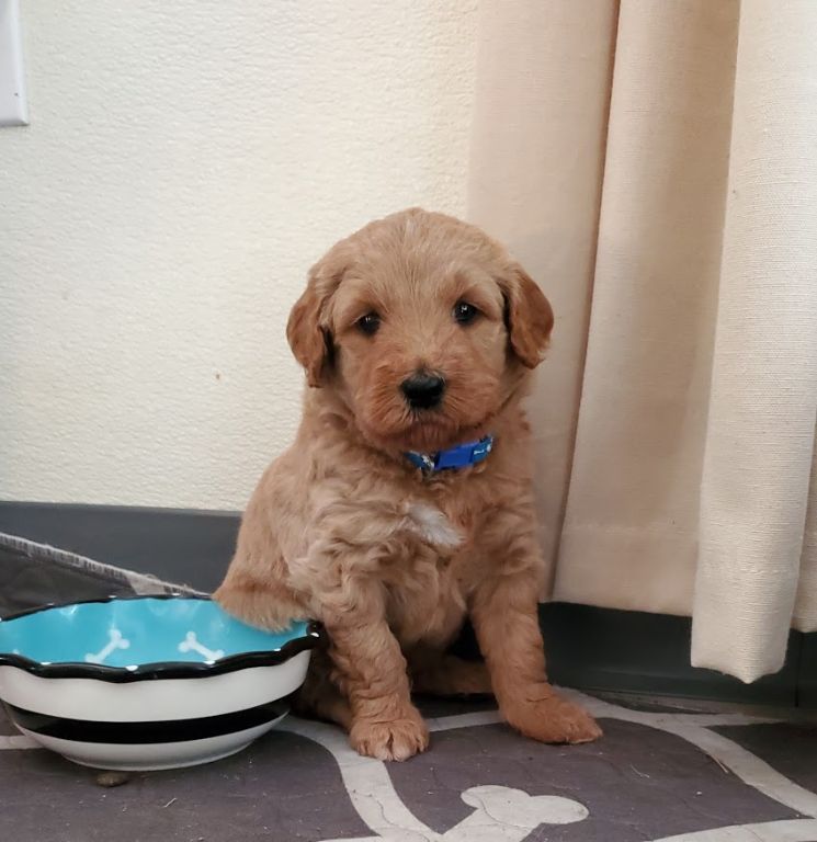 Labradoodle Puppies. Mini and Medium Australian Labradoodle Puppies by ...