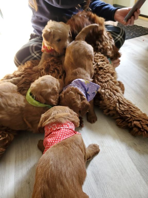Labradoodle Puppies. Mini and Medium Australian Labradoodle Puppies by ...