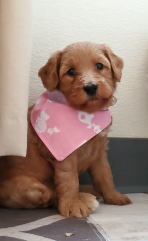 Labradoodle Puppies. Mini and Medium Australian Labradoodle Puppies by ...