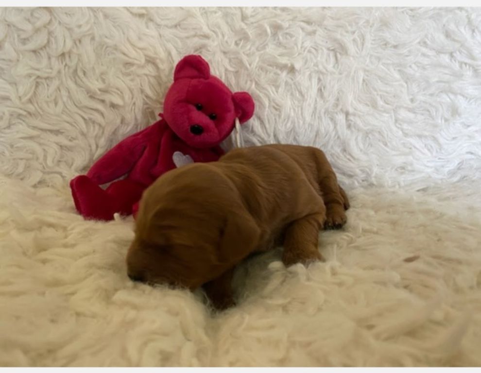 Labradoodle Puppies. Mini and Medium Australian Labradoodle Puppies by ...