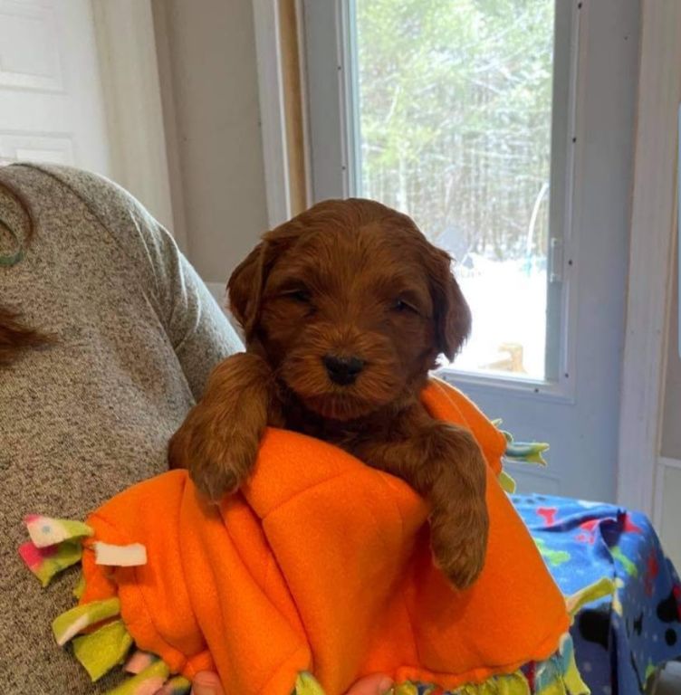 Labradoodle Puppies. Mini and Medium Australian Labradoodle Puppies by ...