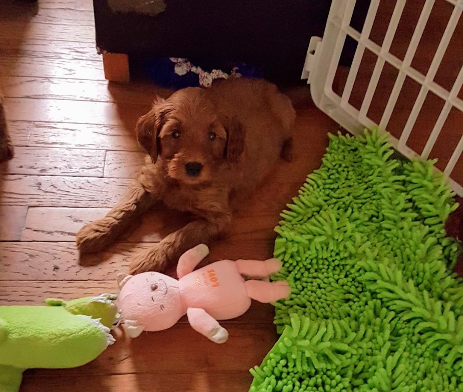 Labradoodle Puppies. Mini and Medium Australian Labradoodle Puppies by ...