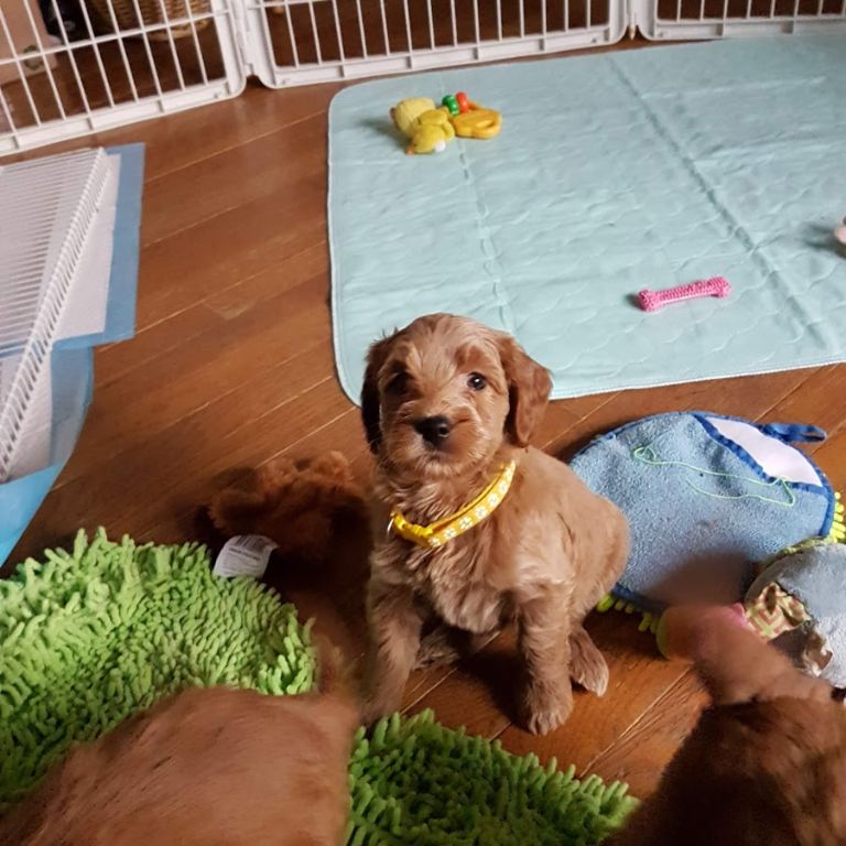 Labradoodle Puppies. Mini and Medium Australian Labradoodle Puppies by ...