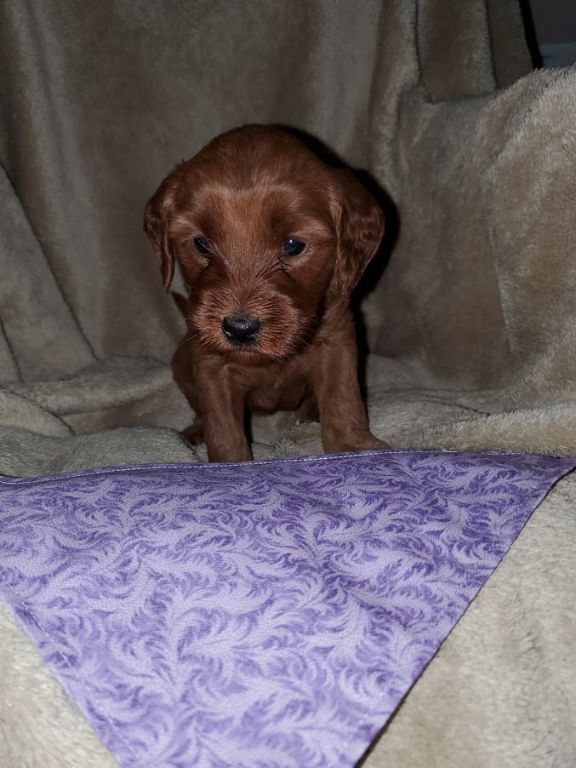 Labradoodle Puppies. Mini and Medium Australian Labradoodle Puppies by ...