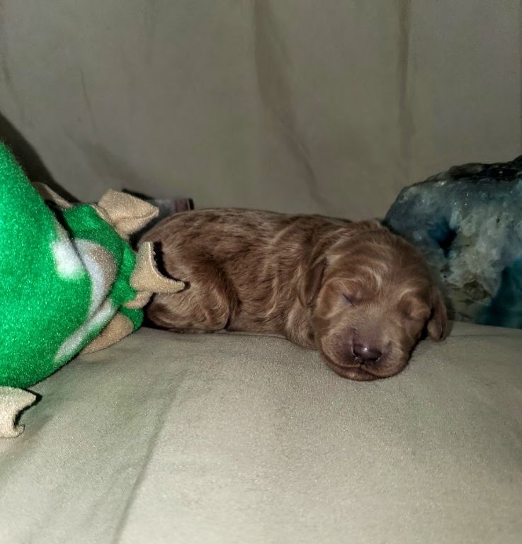 Labradoodle Puppies. Mini and Medium Australian Labradoodle Puppies by ...