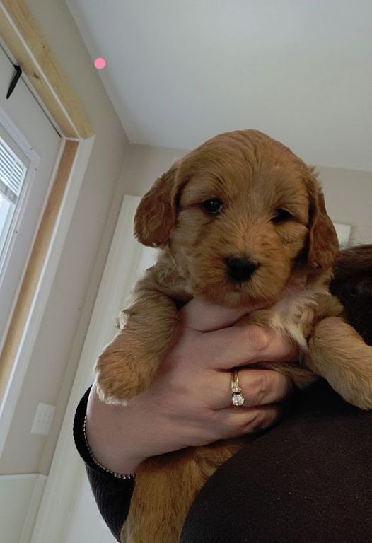 Labradoodle Puppies. Mini and Medium Australian Labradoodle Puppies by ...