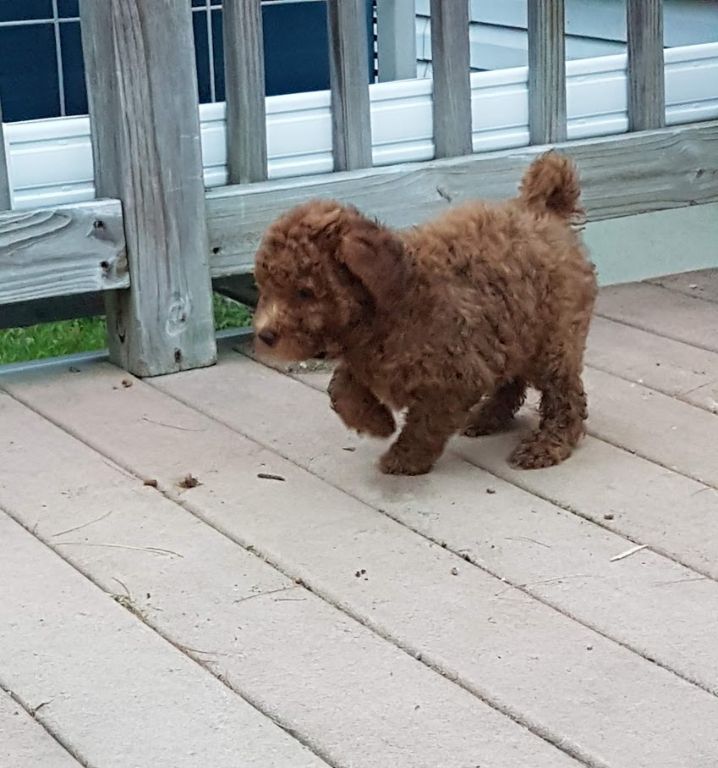 Labradoodle Puppies. Mini and Medium Australian Labradoodle Puppies by ...