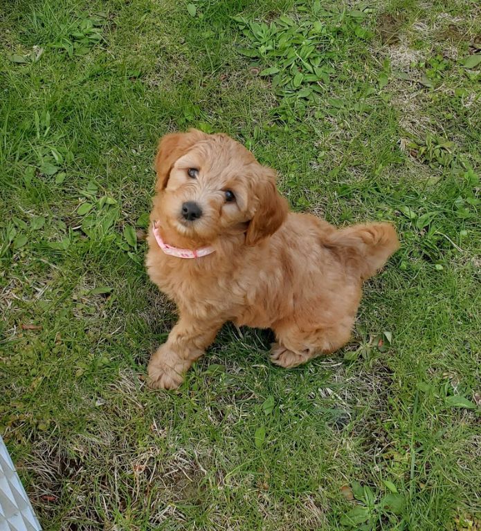 Labradoodle Puppies. Mini and Medium Australian Labradoodle Puppies by ...