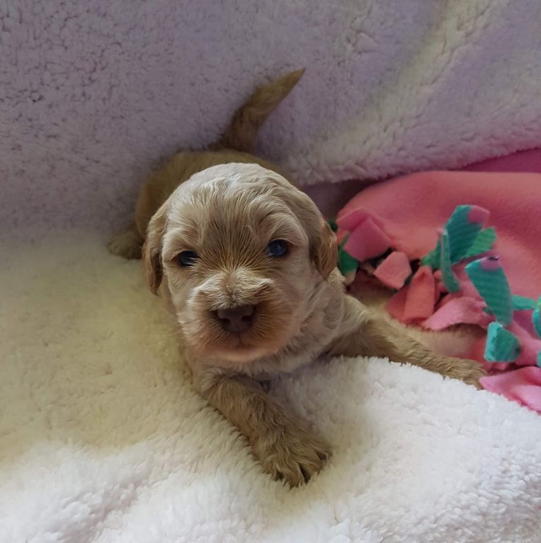 Labradoodle Puppies. Mini and Medium Australian Labradoodle Puppies by ...