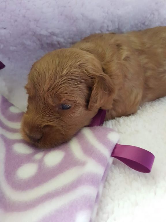 Labradoodle Puppies. Mini and Medium Australian Labradoodle Puppies by ...