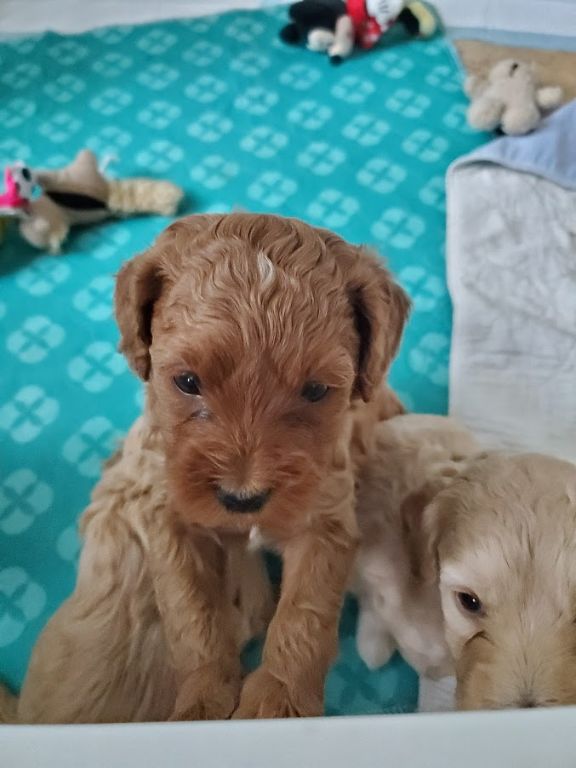 Labradoodle Puppies. Mini and Medium Australian Labradoodle Puppies by ...