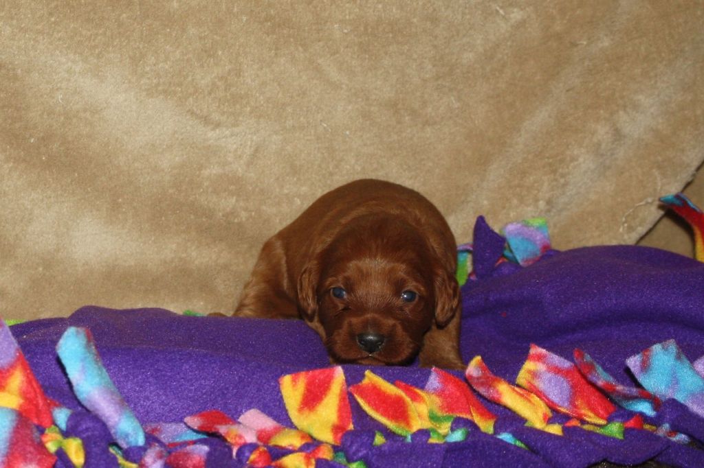 Labradoodle Puppies. Mini and Medium Australian Labradoodle Puppies by ...