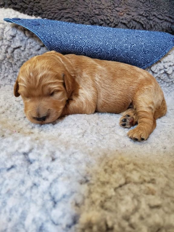 Labradoodle Puppies. Mini and Medium Australian Labradoodle Puppies by ...
