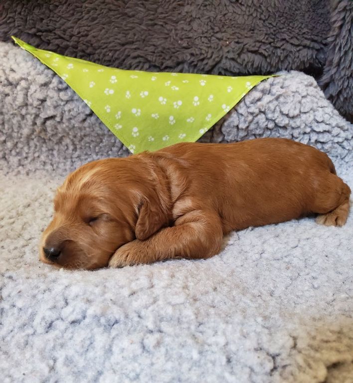 Labradoodle Puppies. Mini and Medium Australian Labradoodle Puppies by ...