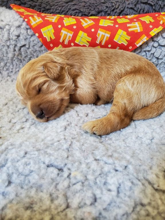 Labradoodle Puppies. Mini and Medium Australian Labradoodle Puppies by ...