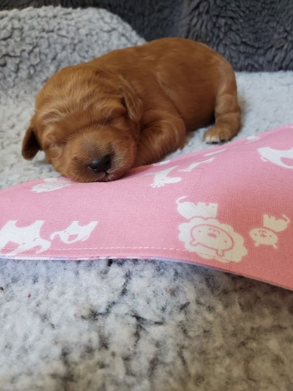 Labradoodle Puppies. Mini and Medium Australian Labradoodle Puppies by ...