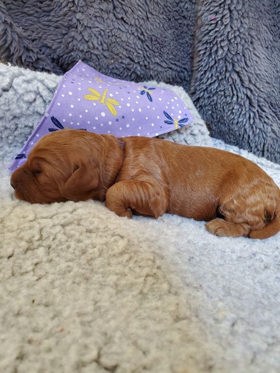 Labradoodle Puppies. Mini and Medium Australian Labradoodle Puppies by ...