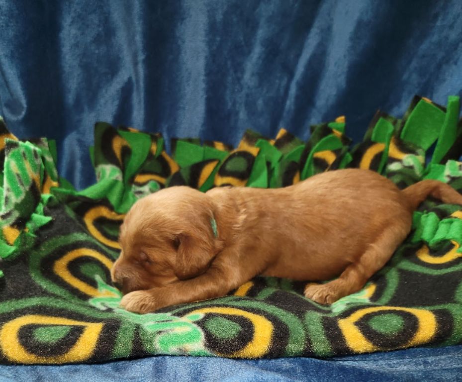 Labradoodle Puppies. Mini and Medium Australian Labradoodle Puppies by ...