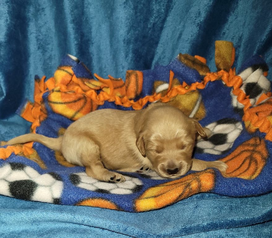 Labradoodle Puppies. Mini and Medium Australian Labradoodle Puppies by ...