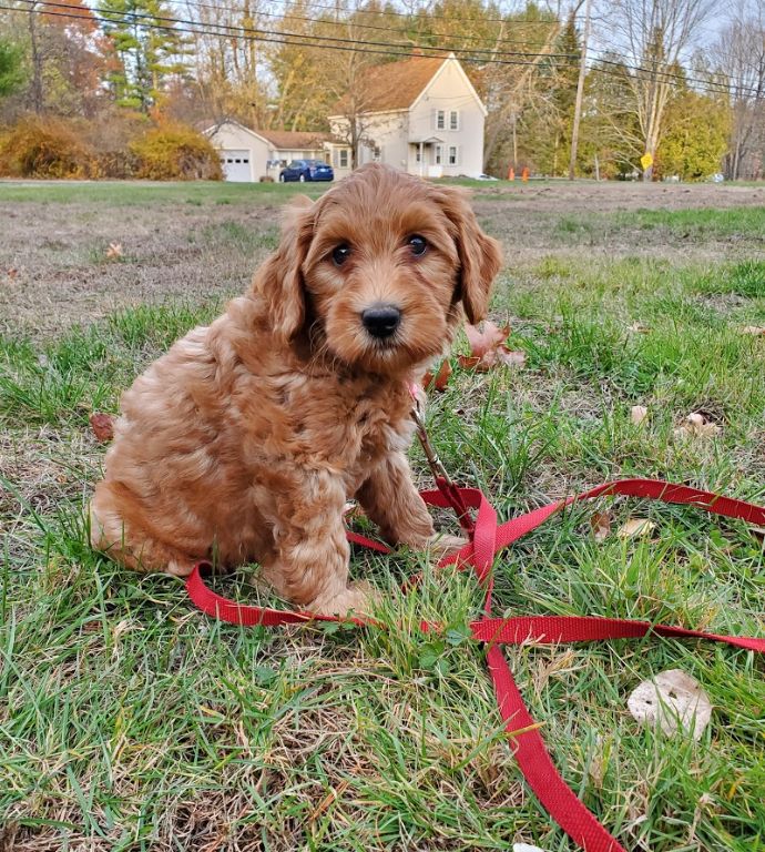 Labradoodle Puppies. Mini and Medium Australian Labradoodle Puppies by ...
