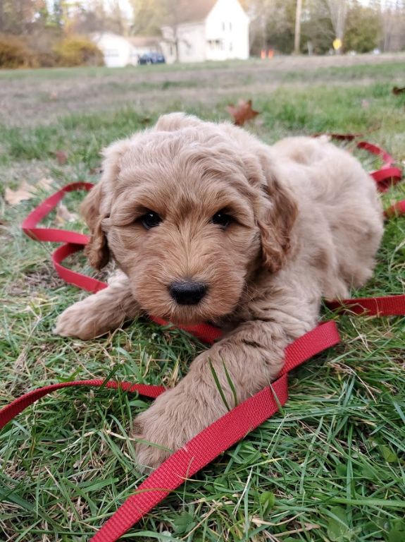 Labradoodle Puppies. Mini and Medium Australian Labradoodle Puppies by ...