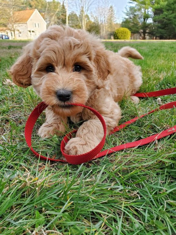 Labradoodle Puppies. Mini and Medium Australian Labradoodle Puppies by ...