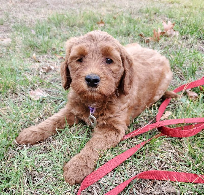 Labradoodle Puppies. Mini and Medium Australian Labradoodle Puppies by ...