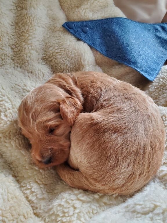 Labradoodle Puppies. Mini and Medium Australian Labradoodle Puppies by ...