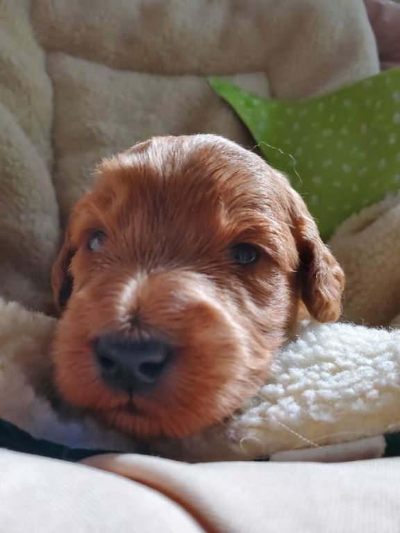 Labradoodle Puppies. Mini and Medium Australian Labradoodle Puppies by ...