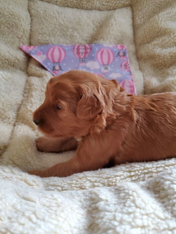 Labradoodle Puppies. Mini and Medium Australian Labradoodle Puppies by ...