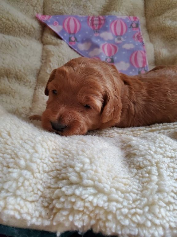 Labradoodle Puppies. Mini and Medium Australian Labradoodle Puppies by ...