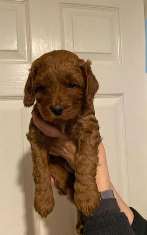 Labradoodle Puppies. Mini and Medium Australian Labradoodle Puppies by ...