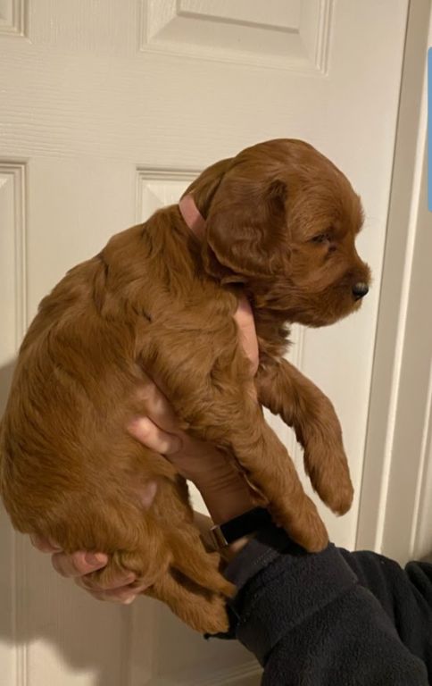 Labradoodle Puppies. Mini and Medium Australian Labradoodle Puppies by ...