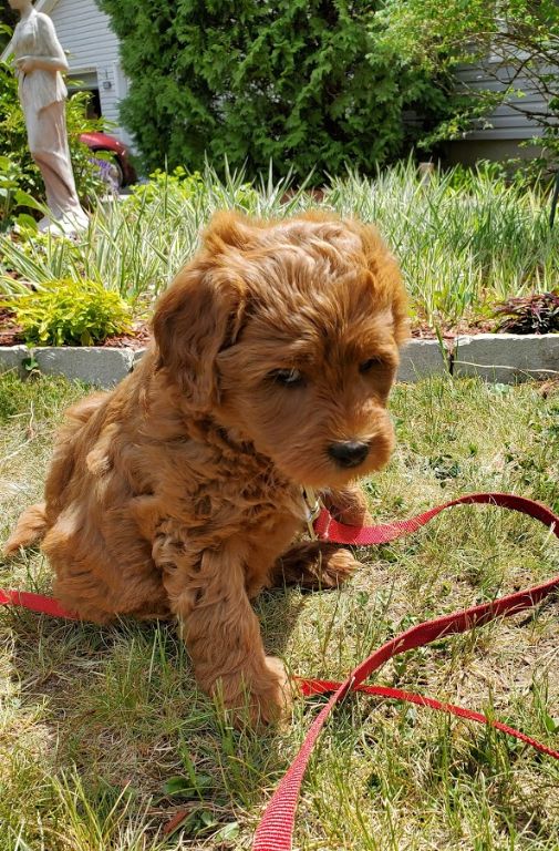 Labradoodle Puppies. Mini and Medium Australian Labradoodle Puppies by ...