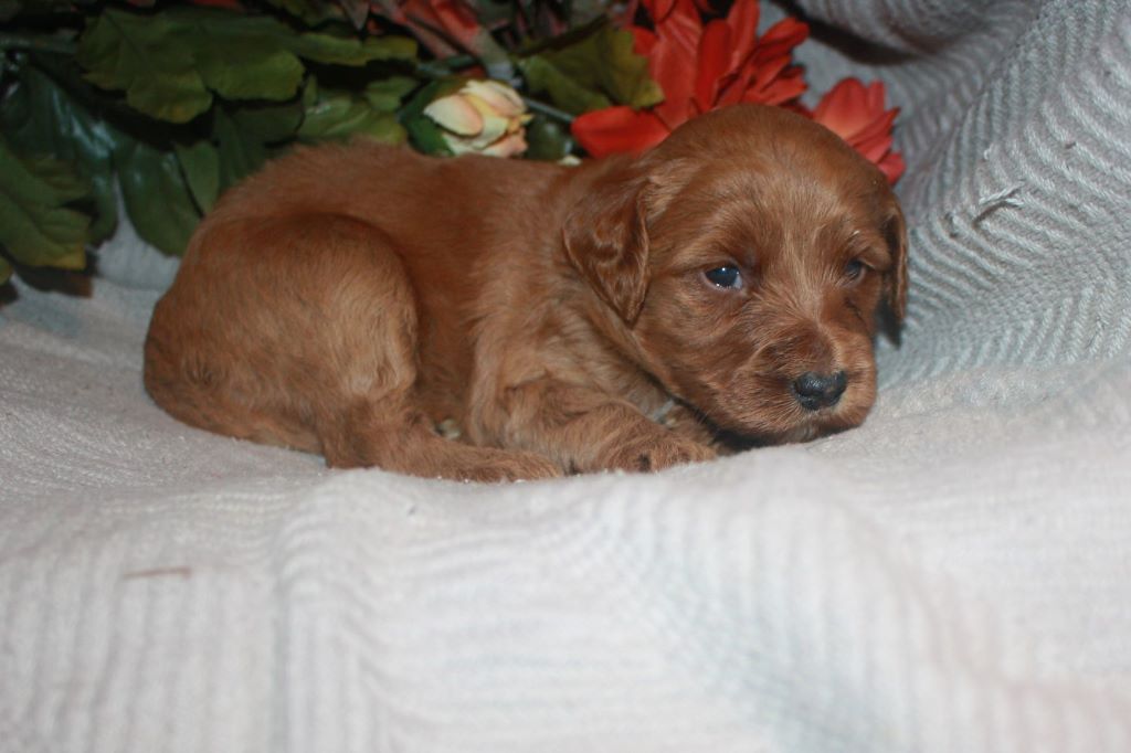 Labradoodle Puppies. Mini and Medium Australian Labradoodle Puppies by ...