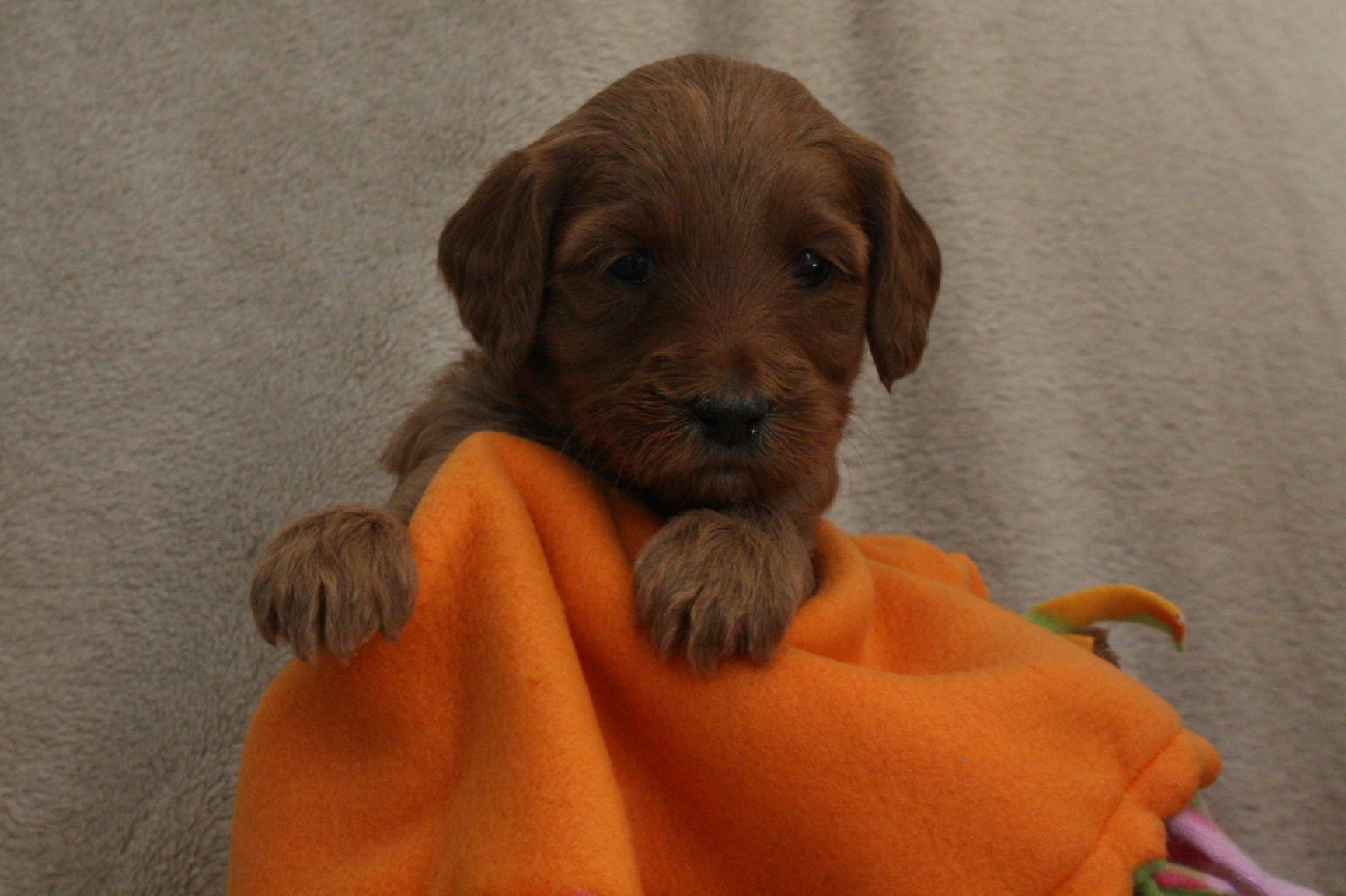 Labradoodle Puppies. Mini and Medium Australian Labradoodle Puppies by ...