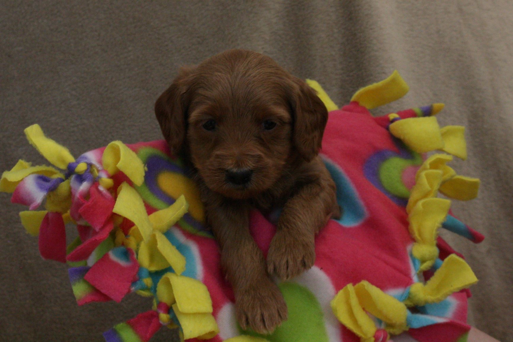 Labradoodle Puppies. Mini and Medium Australian Labradoodle Puppies by ...