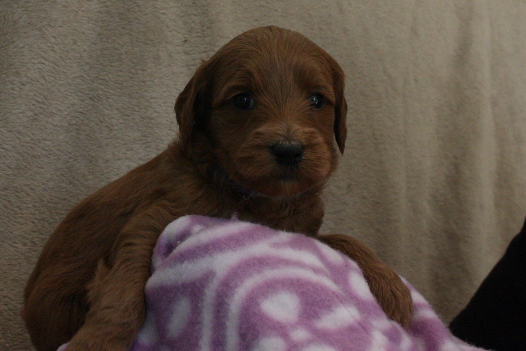 Labradoodle Puppies. Mini and Medium Australian Labradoodle Puppies by ...