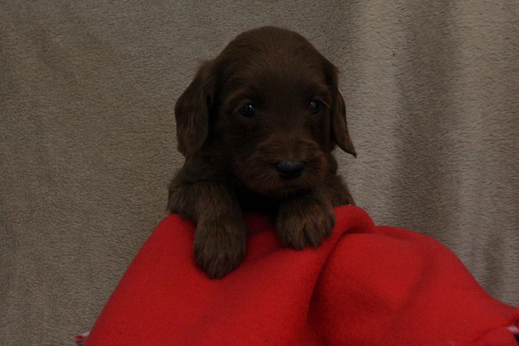 Labradoodle Puppies. Mini and Medium Australian Labradoodle Puppies by ...