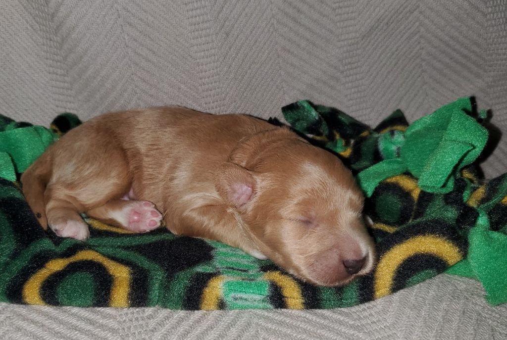 Labradoodle Puppies. Mini and Medium Australian Labradoodle Puppies by ...