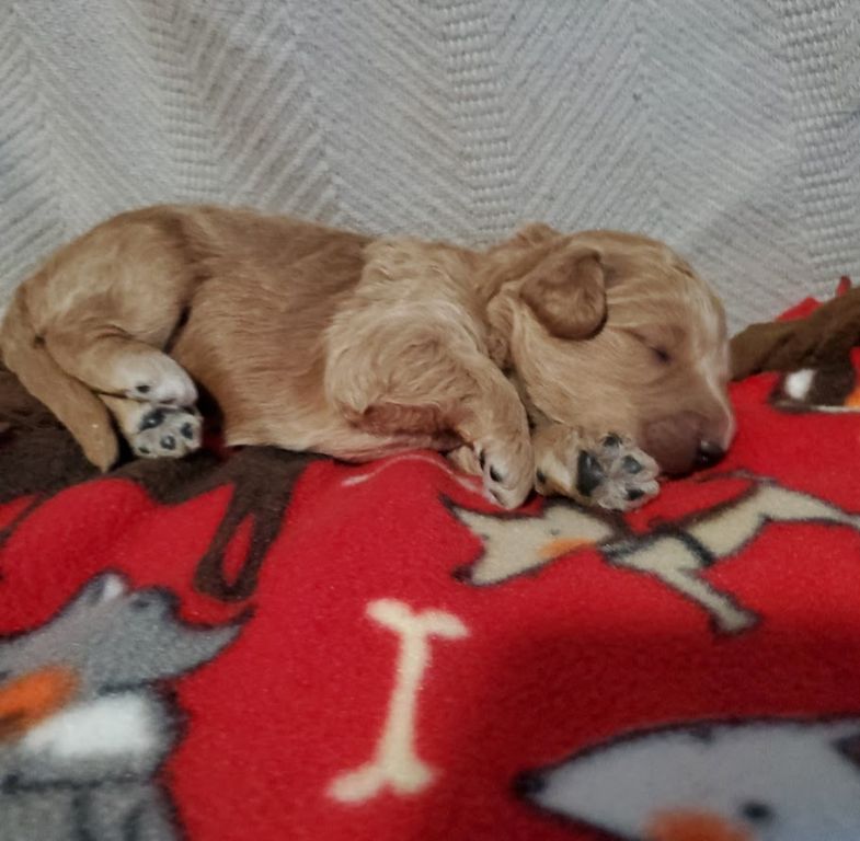 Labradoodle Puppies. Mini and Medium Australian Labradoodle Puppies by ...