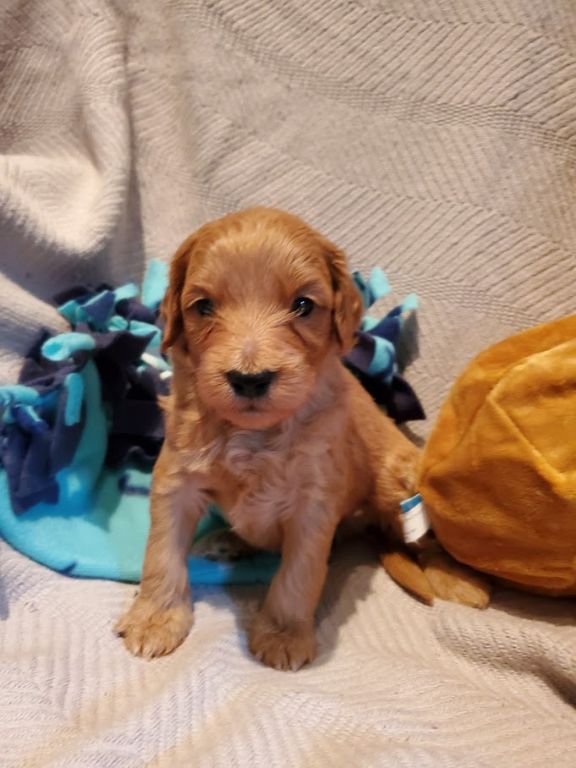 Labradoodle Puppies. Mini and Medium Australian Labradoodle Puppies by ...