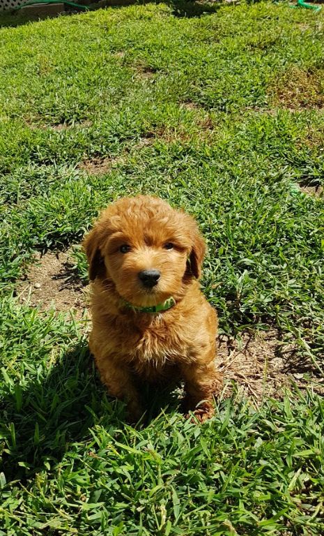 Labradoodle Puppies. Mini and Medium Australian Labradoodle Puppies by ...