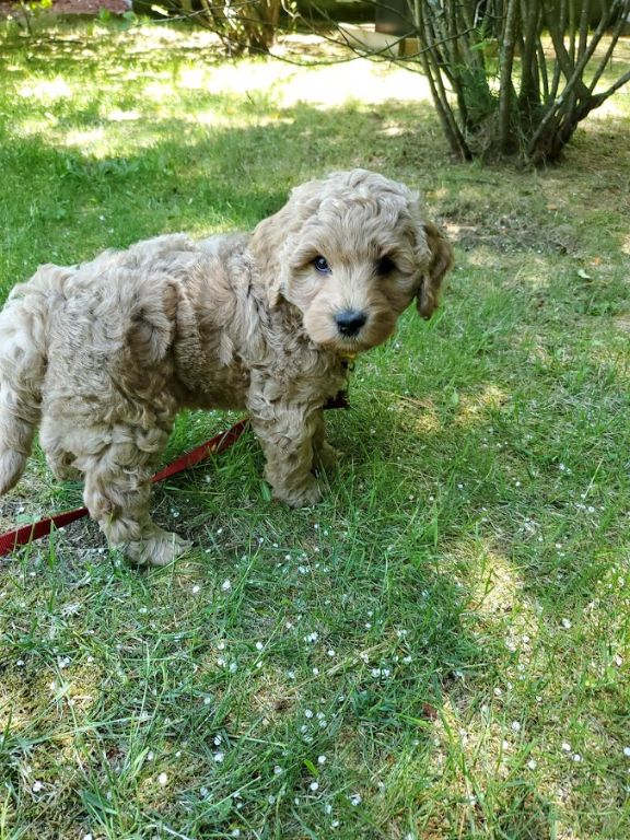 Labradoodle Puppies. Mini and Medium Australian Labradoodle Puppies by ...