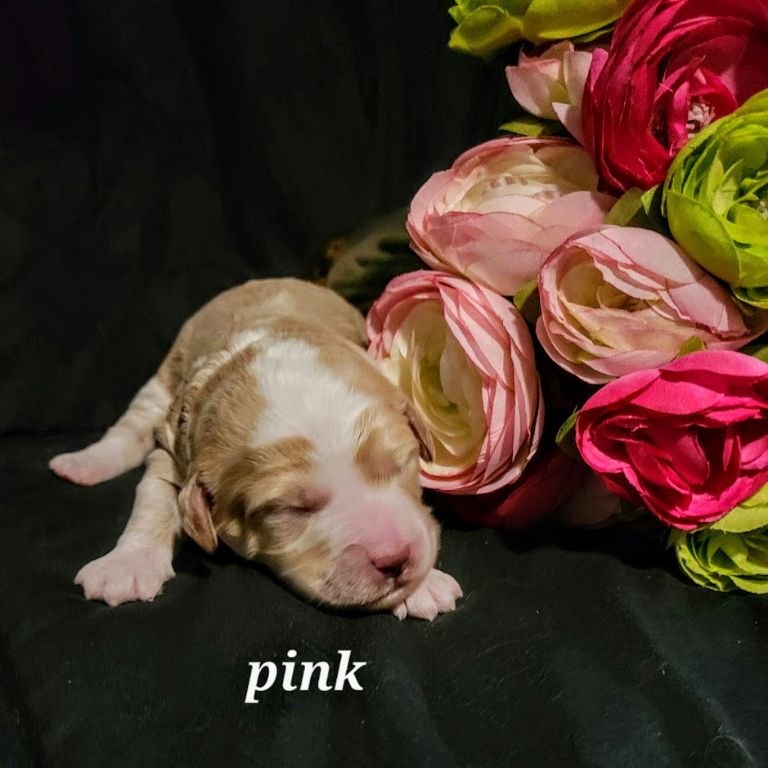 Labradoodle Puppies. Mini and Medium Australian Labradoodle Puppies by ...