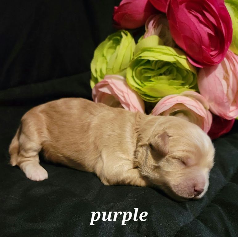 Labradoodle Puppies. Mini and Medium Australian Labradoodle Puppies by ...