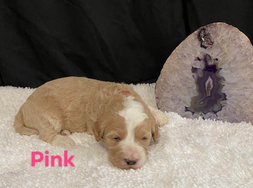 Labradoodle Puppies. Mini and Medium Australian Labradoodle Puppies by ...